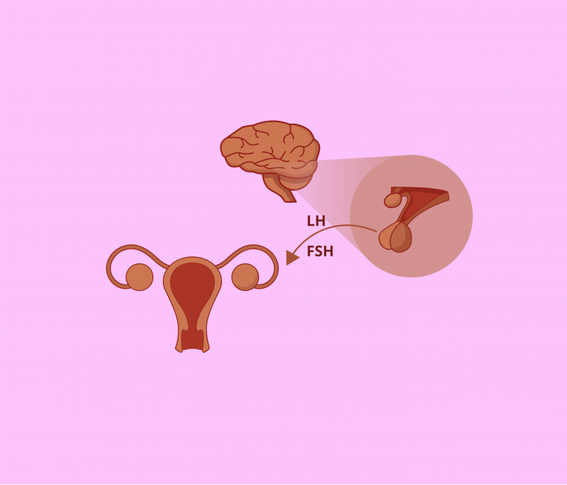 FSH receptor gene polymorphism and response to ovarian stimulation